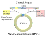 Mitochondrial DNA Project at UCLA