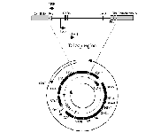 Mitochondrial DNA Project at UCLA