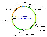 Mitochondrial DNA Project at UCLA